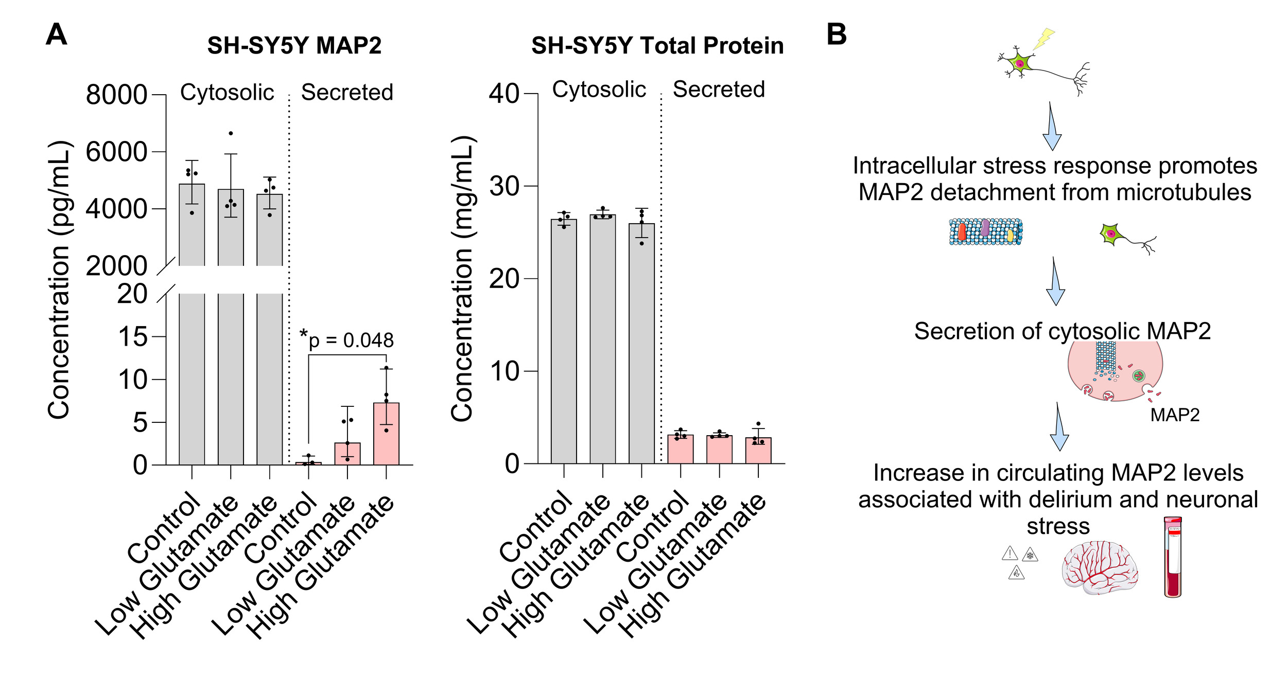 Investigating Microtubule-Associated Protein 2 in the Study of ...